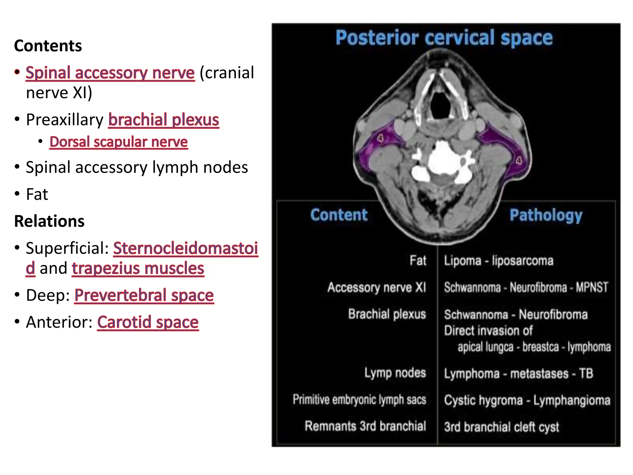 Anatomy of Deep Neck spaces Radiology Pictorial representation | PPTX