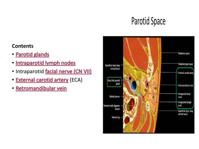 Anatomy of Deep Neck spaces Radiology Pictorial representation | PPTX
