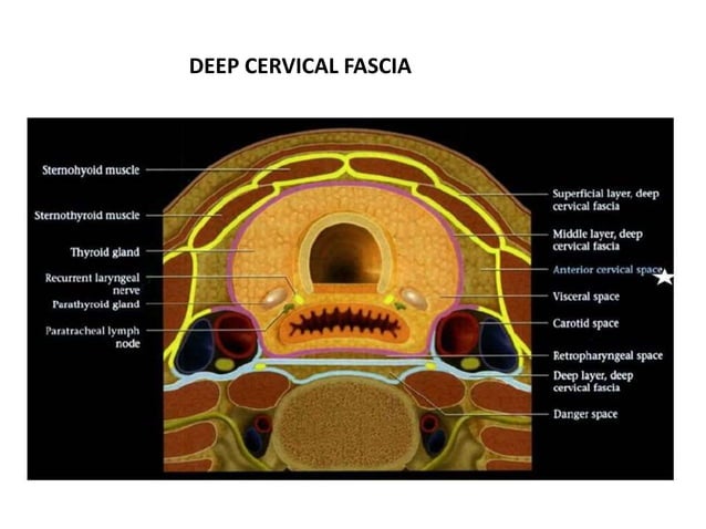 Anatomy of Deep Neck spaces Radiology Pictorial representation | PPTX