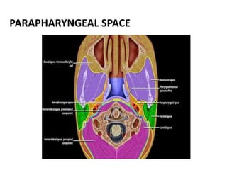 Anatomy of Deep Neck spaces Radiology Pictorial representation | PPTX