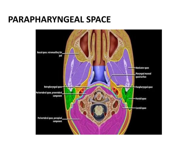 Anatomy of Deep Neck spaces Radiology Pictorial representation | PPTX
