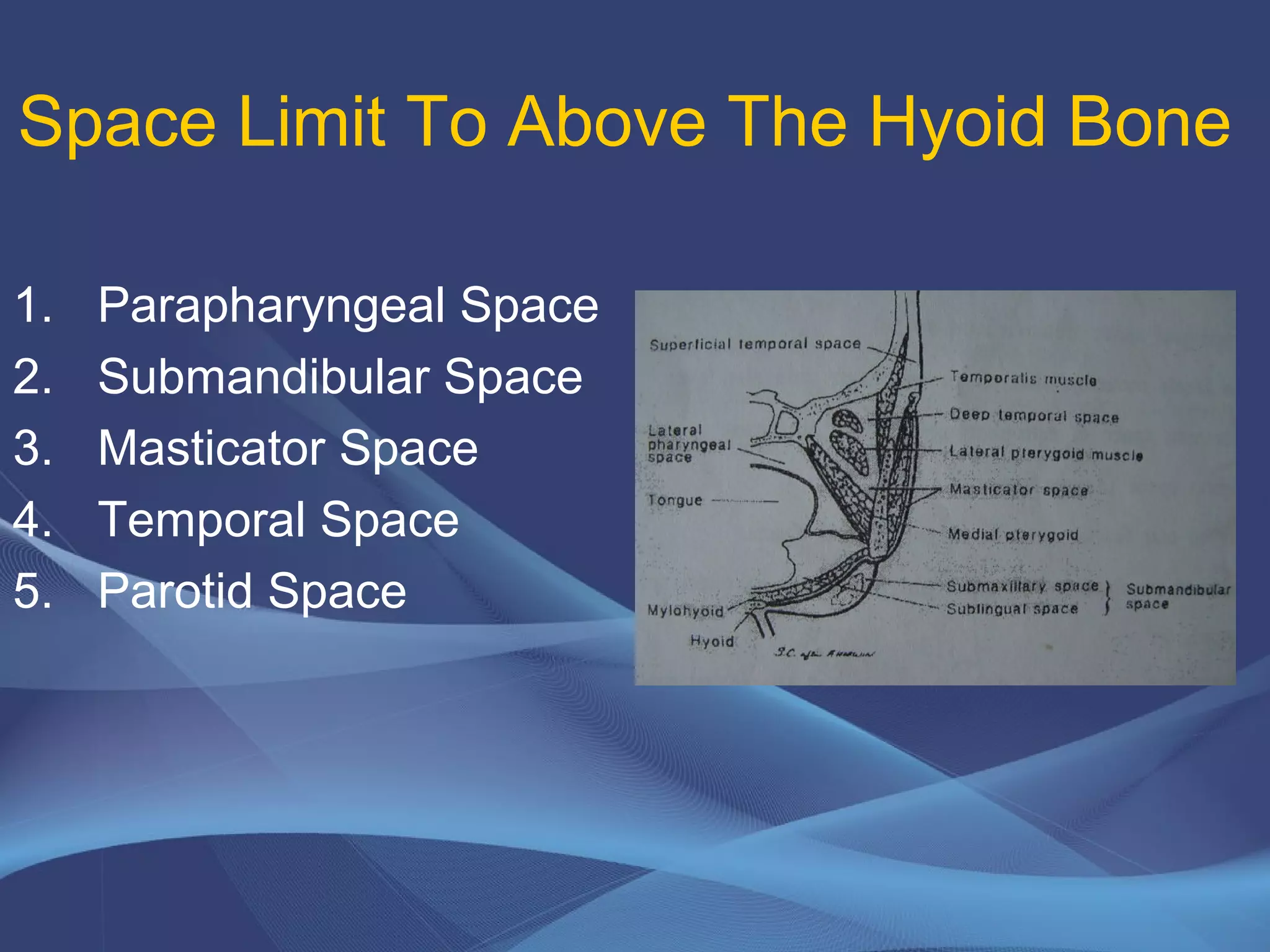 Anatomy of neck spaces and levels of cervical | PPT