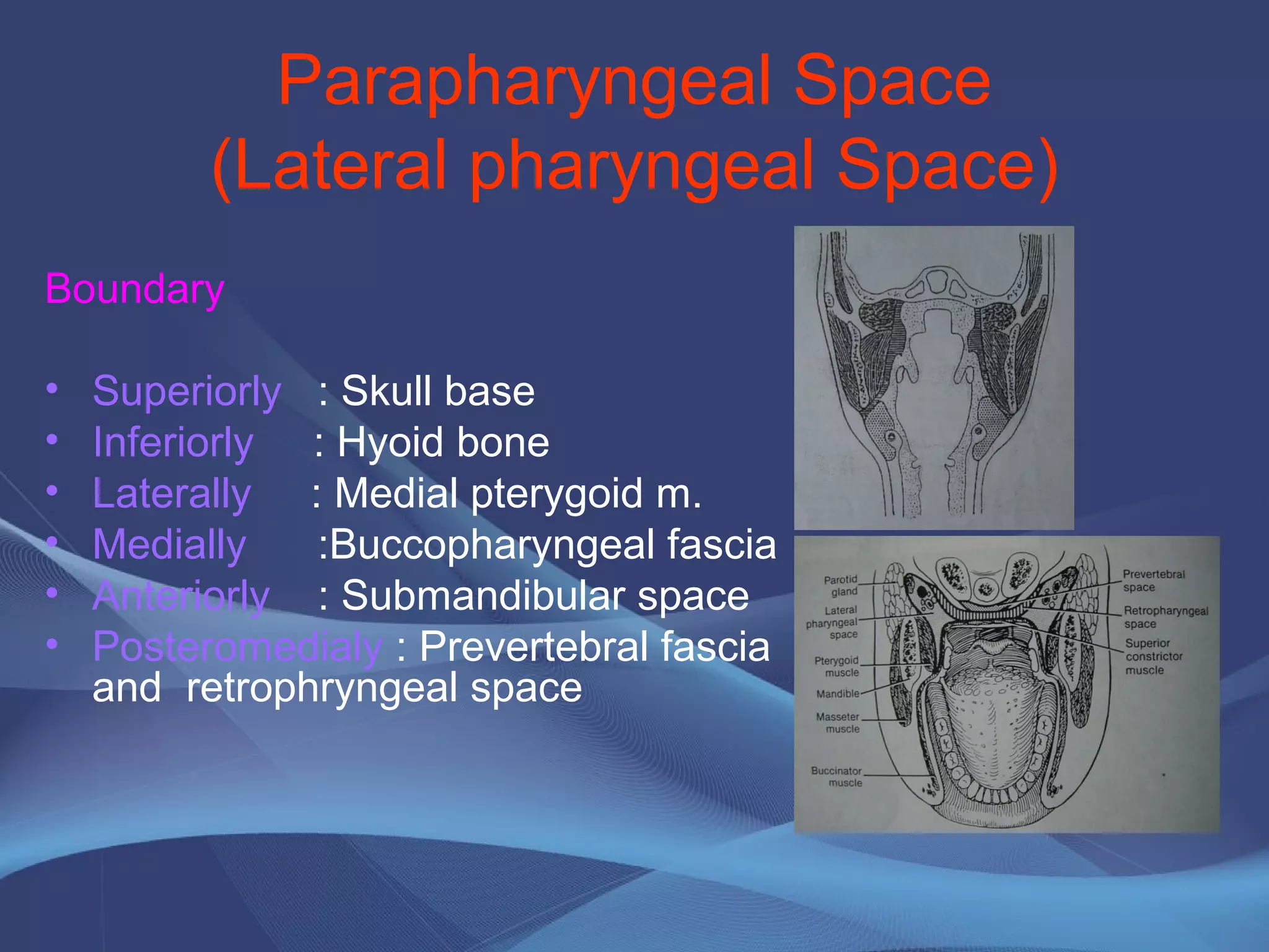Anatomy of neck spaces and levels of cervical | PPT