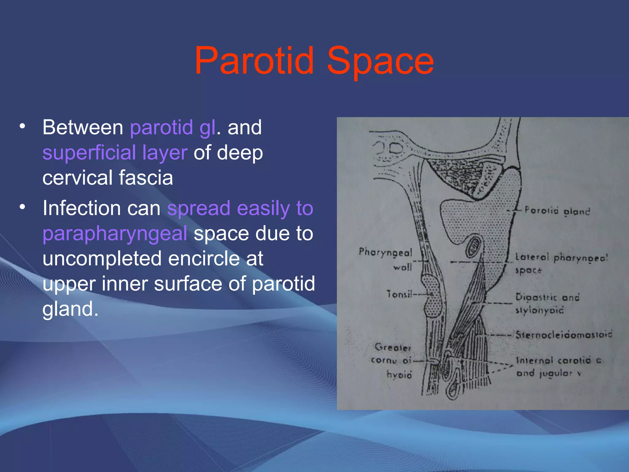 Anatomy of neck spaces and levels of cervical | PPT