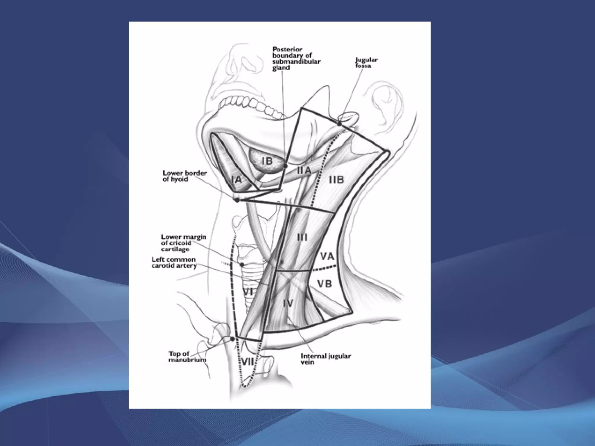 Anatomy of neck spaces and levels of cervical | PPT