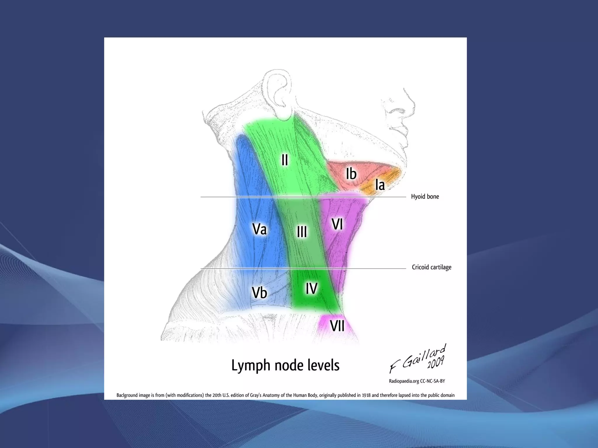 Anatomy of neck spaces and levels of cervical | PPT
