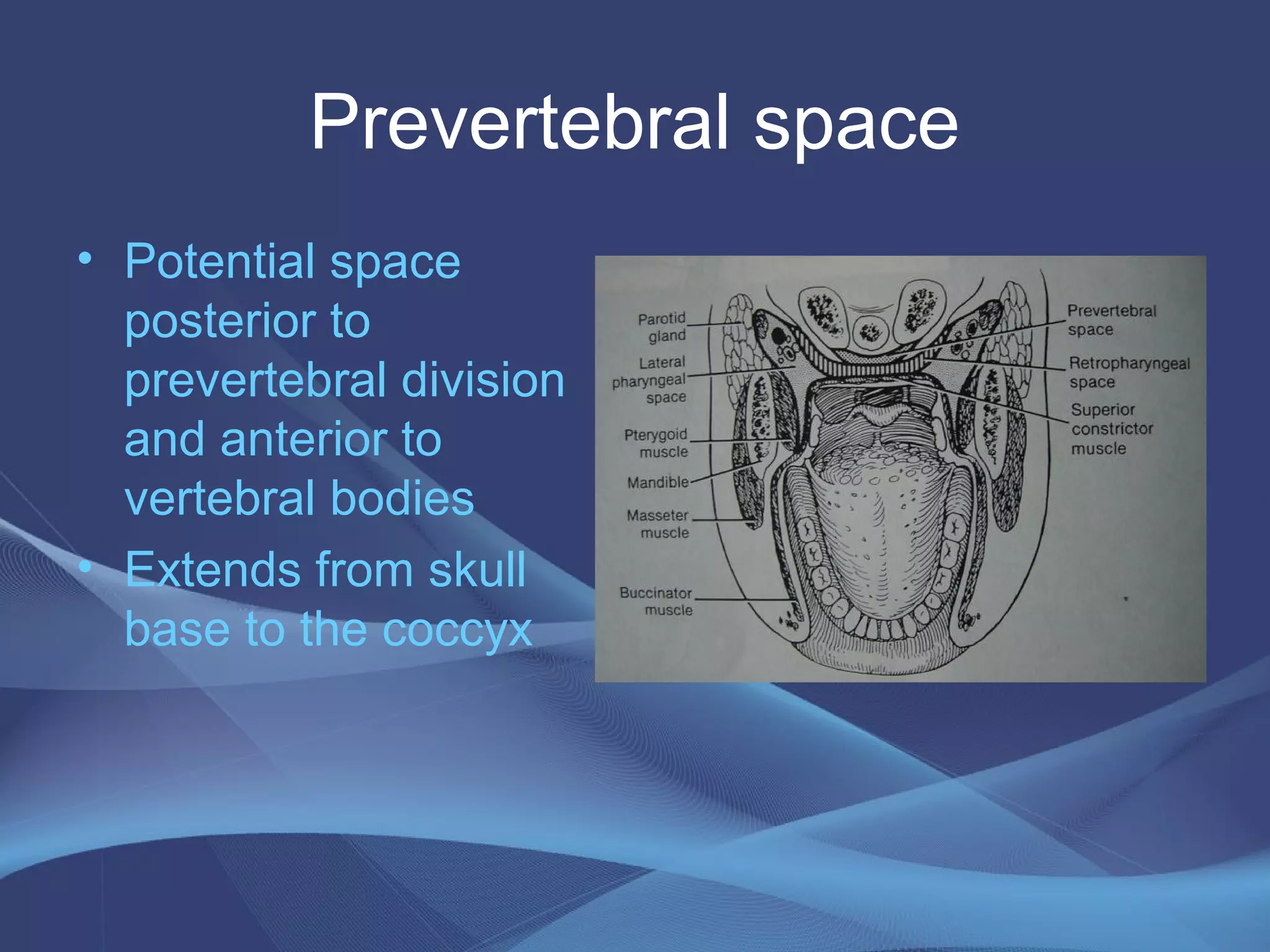 Anatomy of neck spaces and levels of cervical | PPT