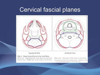 Anatomy Of Neck Spaces Anatomy Of Neck Spaces And Levels Of Cervical