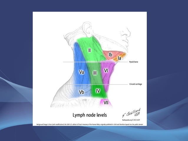 Anatomy of neck spaces and levels of cervical | PPT | Thyroid Disorders ...