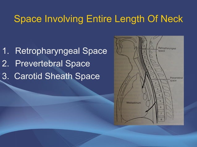 Anatomy of neck spaces and levels of cervical | PPT | Thyroid Disorders ...