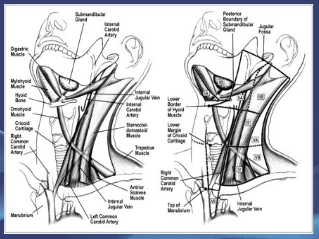 Anatomy of neck spaces and levels of cervical