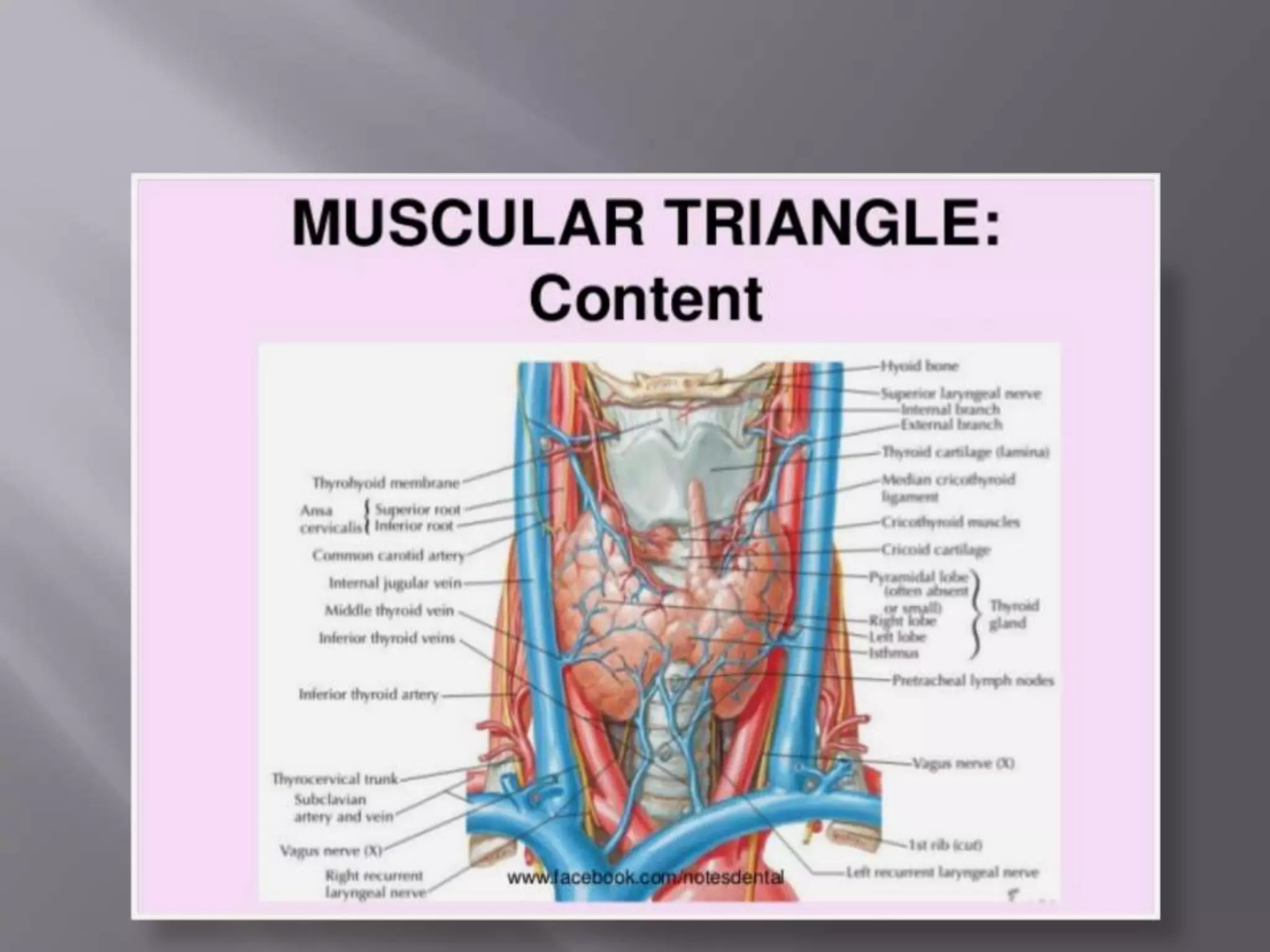 Anatomy of neck triangles | PPT | Thyroid Disorders | Endocrine and ...