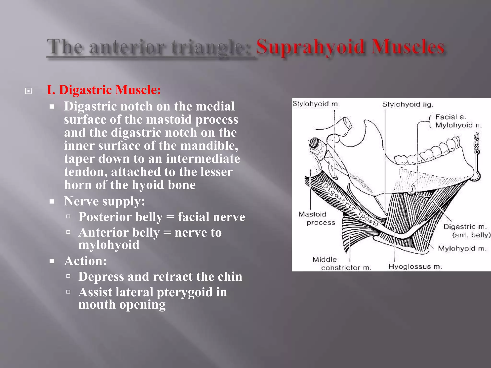 Anatomy of neck triangles | PPT