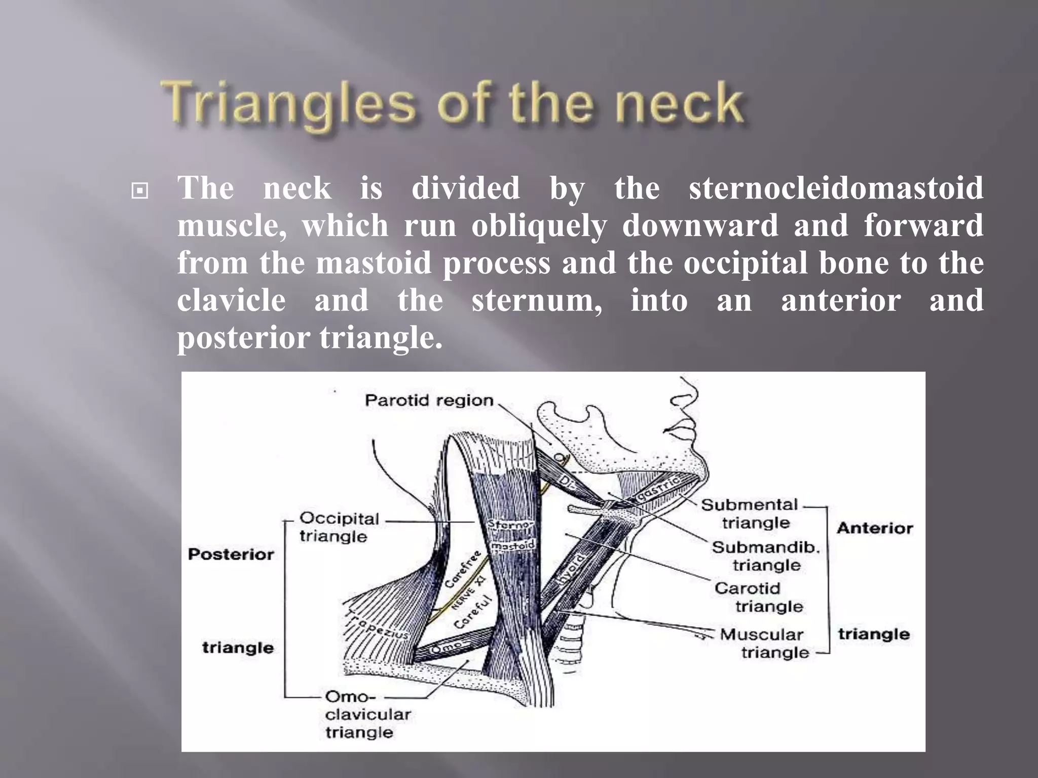 Anatomy of neck triangles | PPT