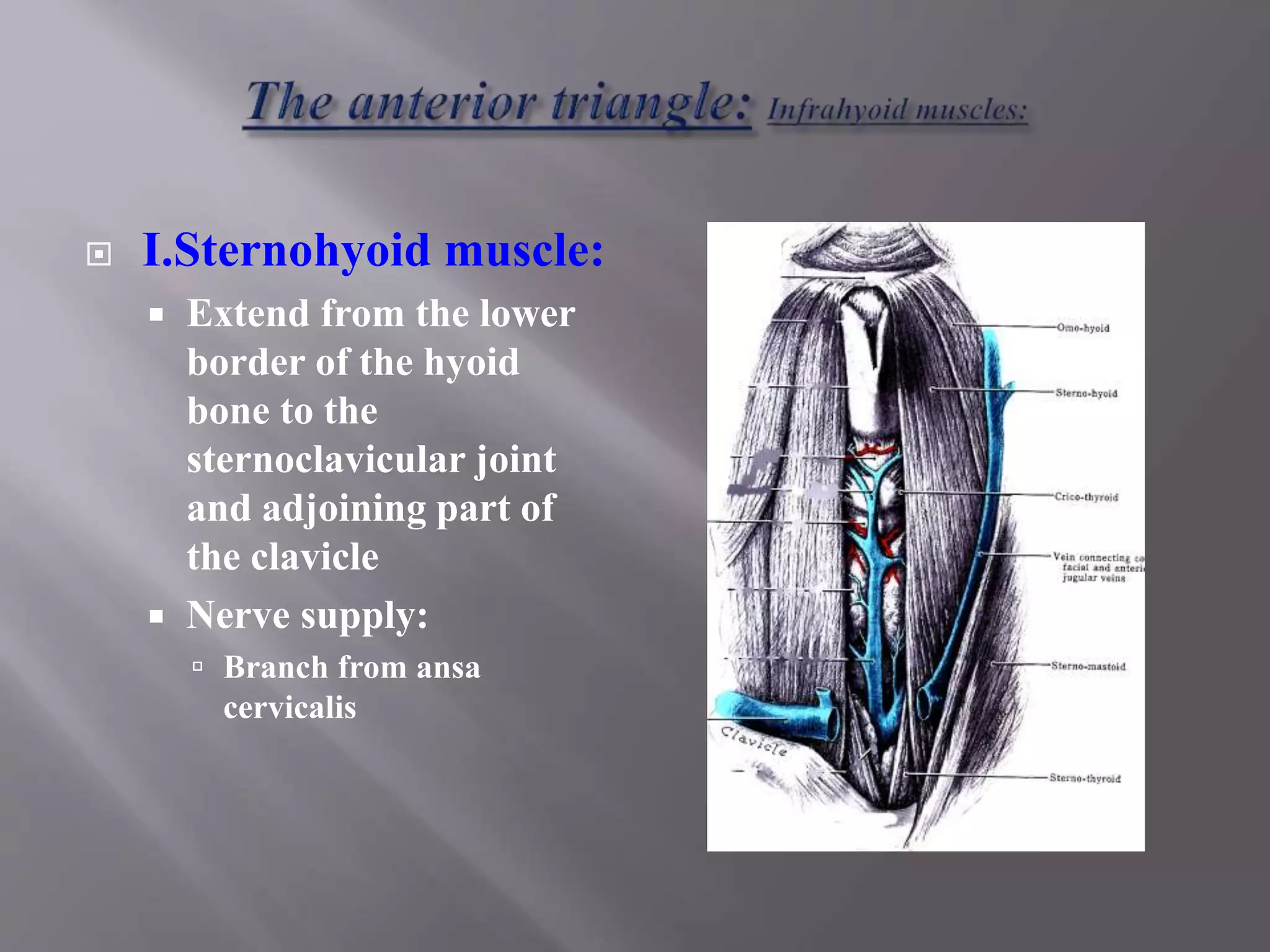 Anatomy of neck triangles | PPT