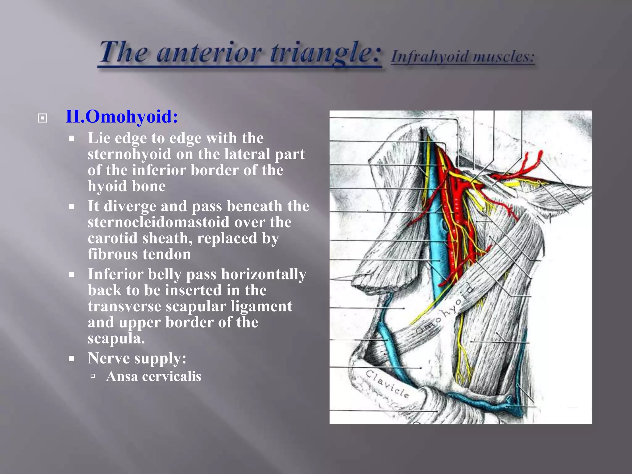 Anatomy of neck triangles | PPT