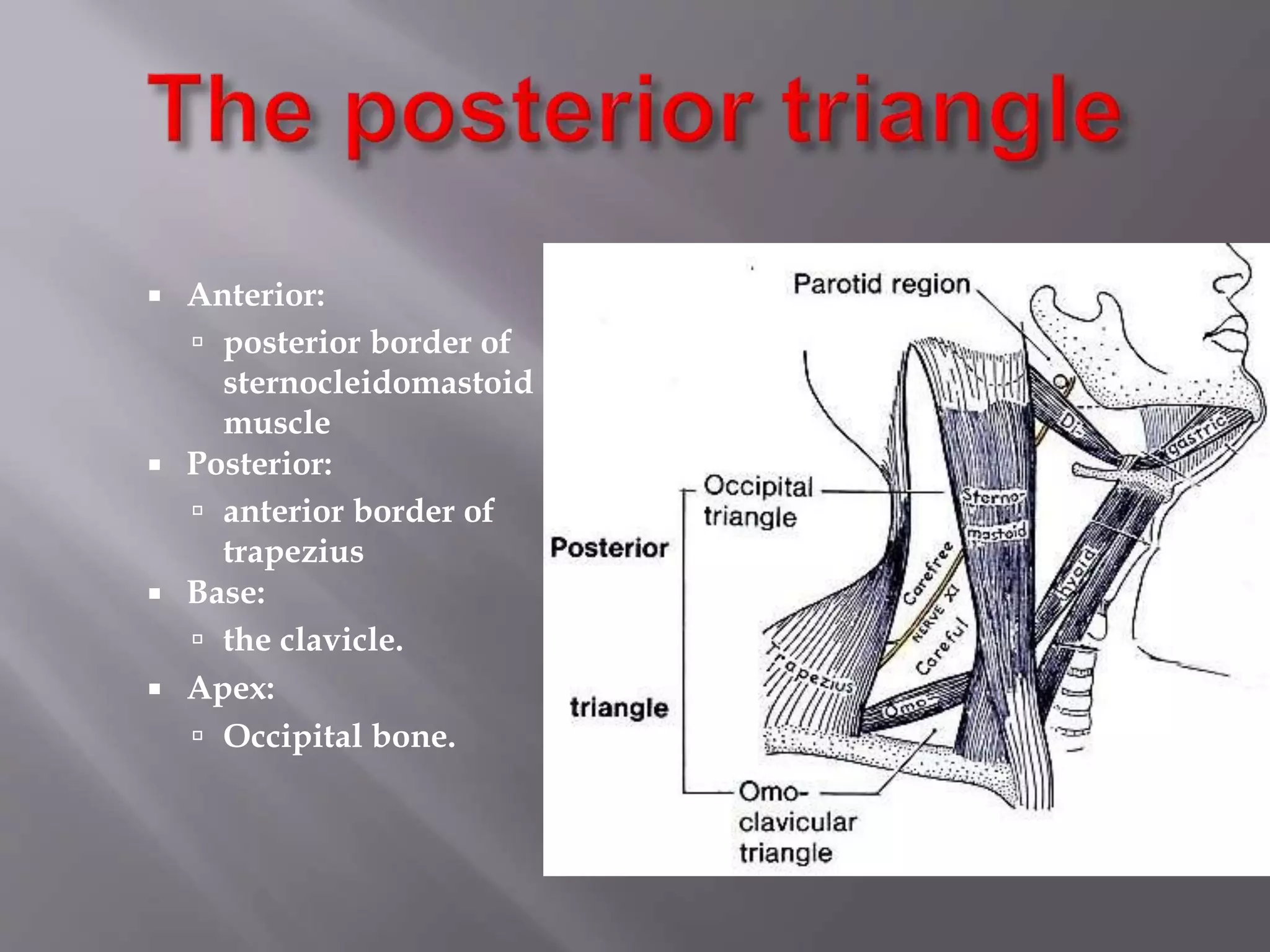 Anatomy of neck triangles | PPT