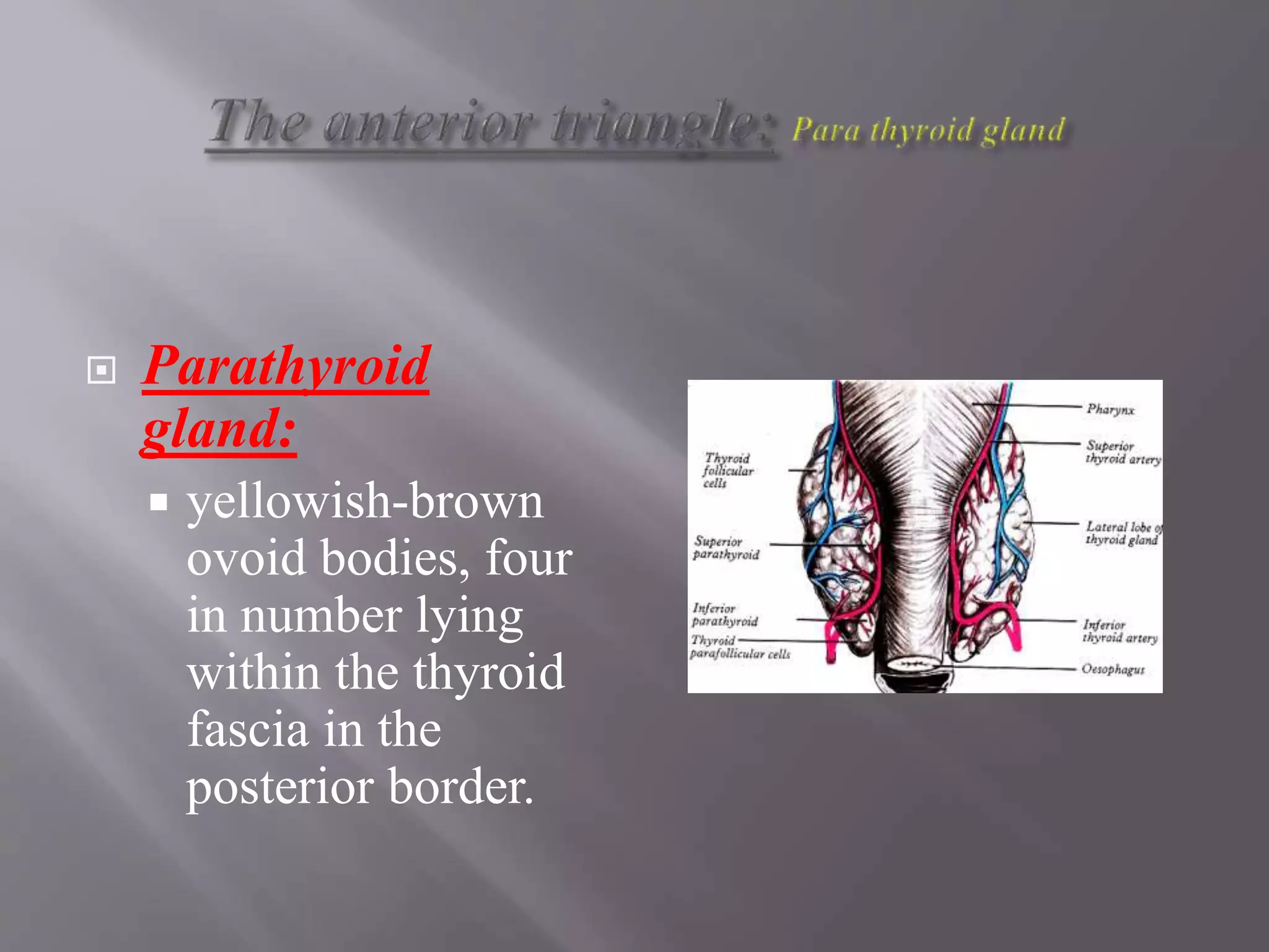 Anatomy of neck triangles | PPT