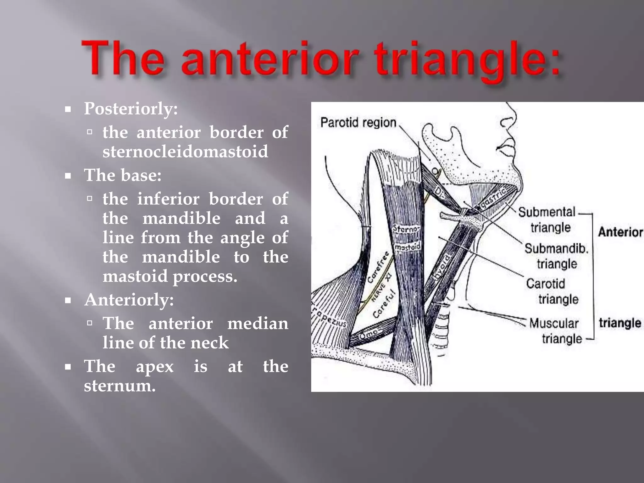 Anatomy of neck triangles | PPT