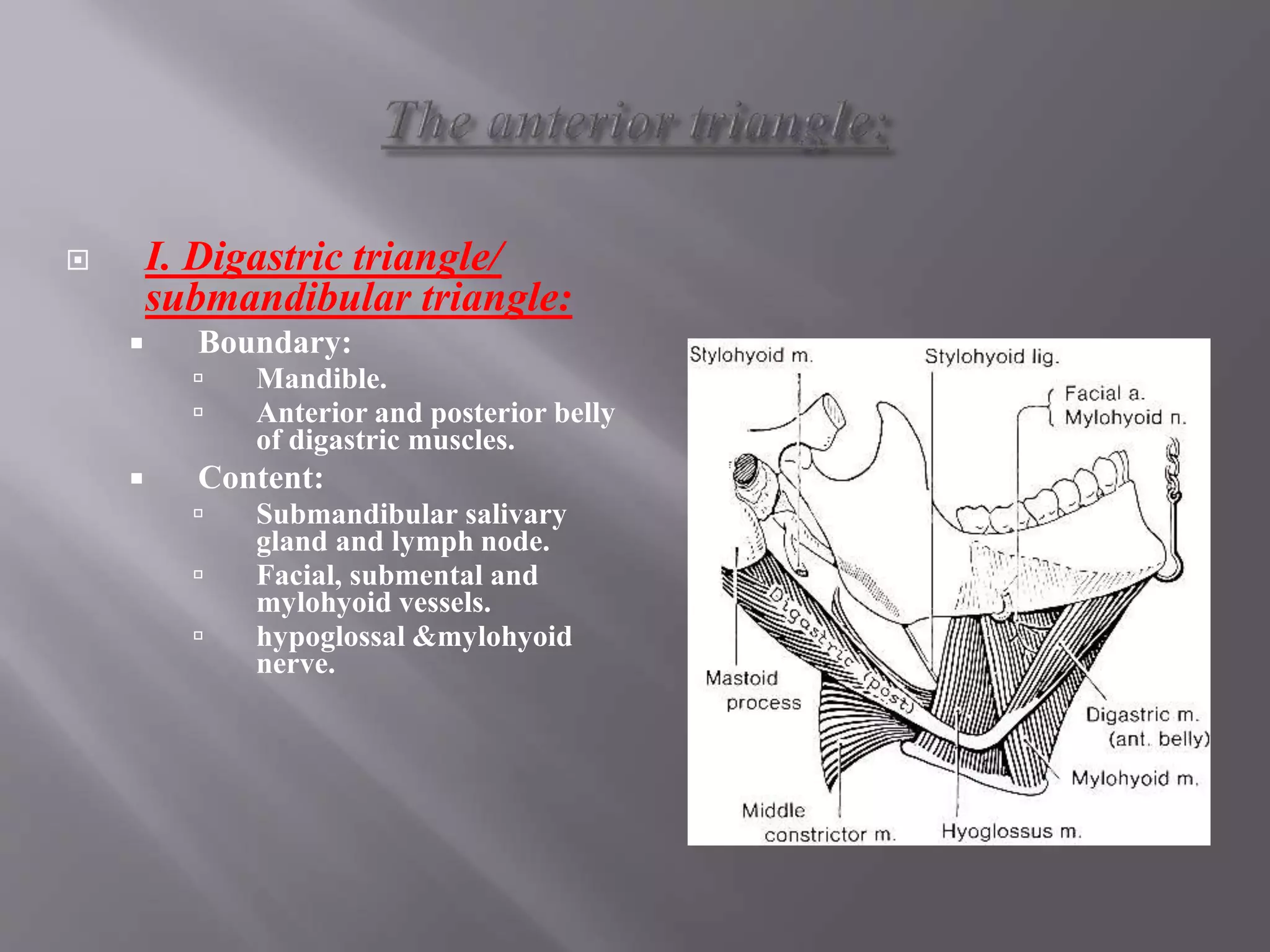Anatomy of neck triangles | PPT