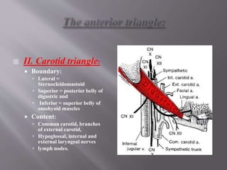 Anatomy of neck triangles | PPT