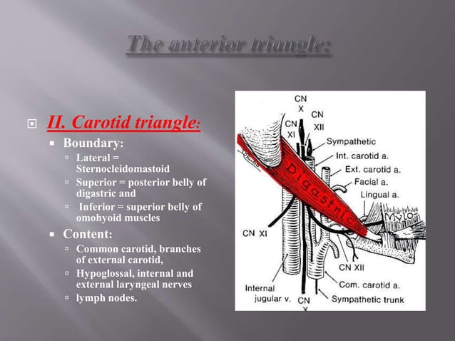 Anatomy of neck triangles | PPT | Thyroid Disorders | Endocrine and ...