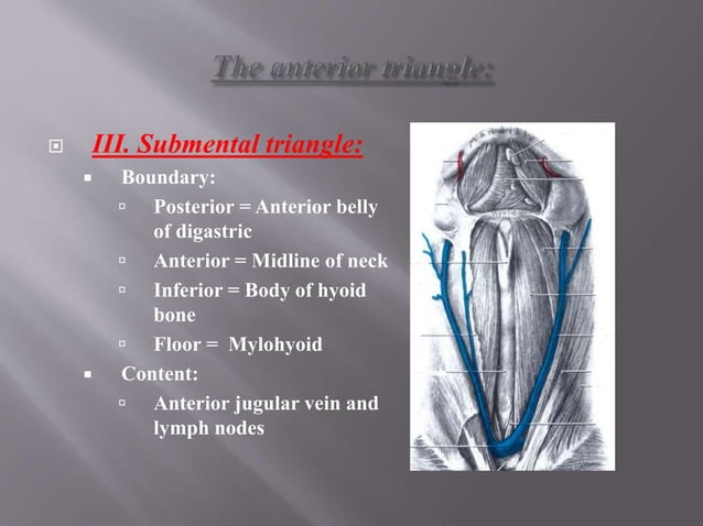 Anatomy of neck triangles | PPT | Thyroid Disorders | Endocrine and ...