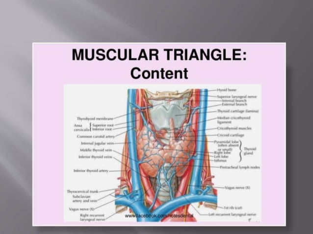 Anatomy of neck triangles | PPT | Thyroid Disorders | Endocrine and ...