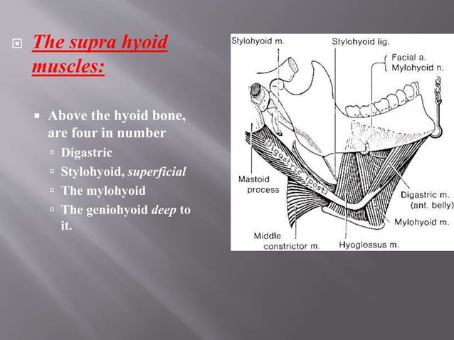 Anatomy of neck triangles | PPT | Thyroid Disorders | Endocrine and ...
