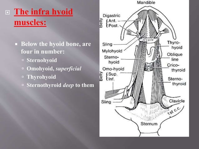 Anatomy of neck triangles | PPT | Thyroid Disorders | Endocrine and ...