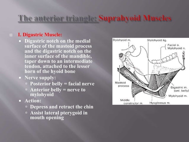 Anatomy of neck triangles | PPT | Thyroid Disorders | Endocrine and ...