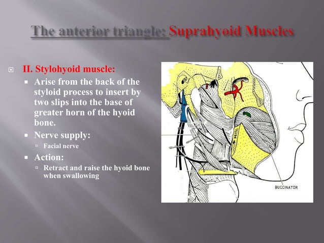 Anatomy of neck triangles | PPT | Thyroid Disorders | Endocrine and ...