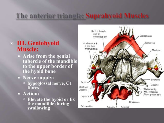 Anatomy of neck triangles | PPT | Thyroid Disorders | Endocrine and ...