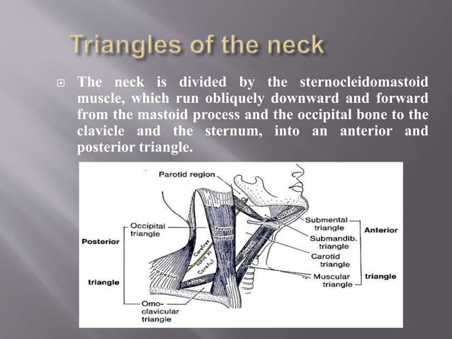 Anatomy of neck triangles | PPT | Thyroid Disorders | Endocrine and ...