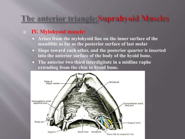 Anatomy of neck triangles | PPT | Thyroid Disorders | Endocrine and ...