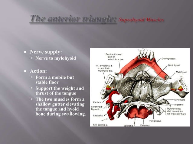 Anatomy of neck triangles | PPT | Thyroid Disorders | Endocrine and ...