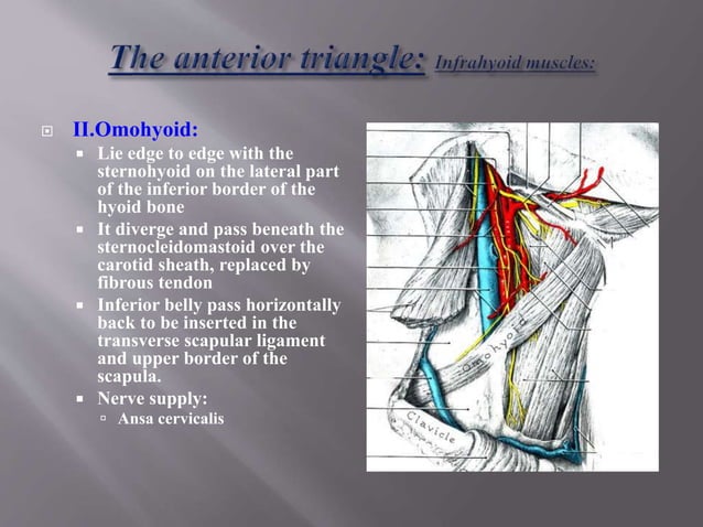 Anatomy of neck triangles | PPT | Thyroid Disorders | Endocrine and ...