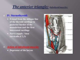 Anatomy of neck triangles | PPT