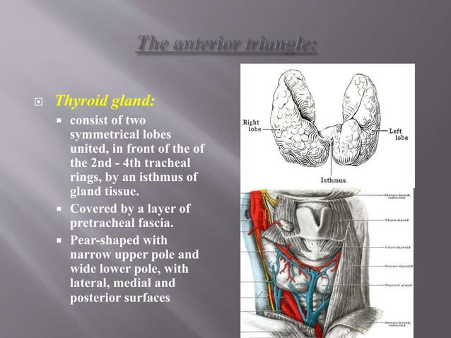 Anatomy of neck triangles | PPT | Thyroid Disorders | Endocrine and ...