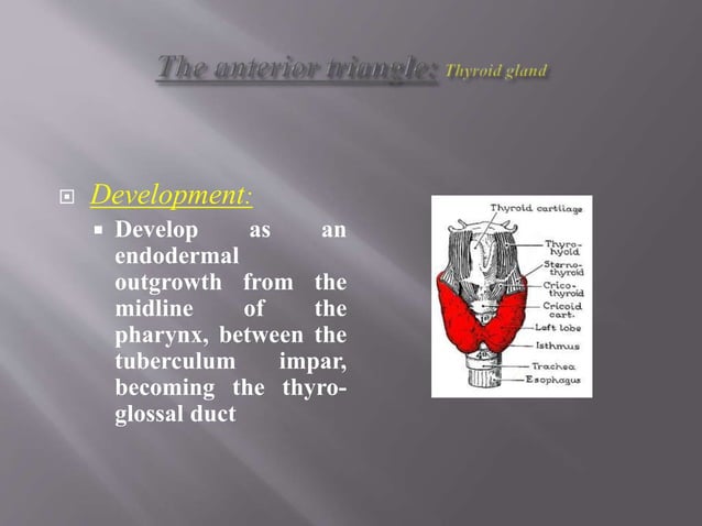 Anatomy of neck triangles | PPT | Thyroid Disorders | Endocrine and ...