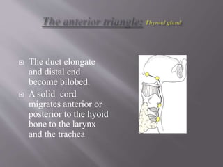 Anatomy of neck triangles | PPT
