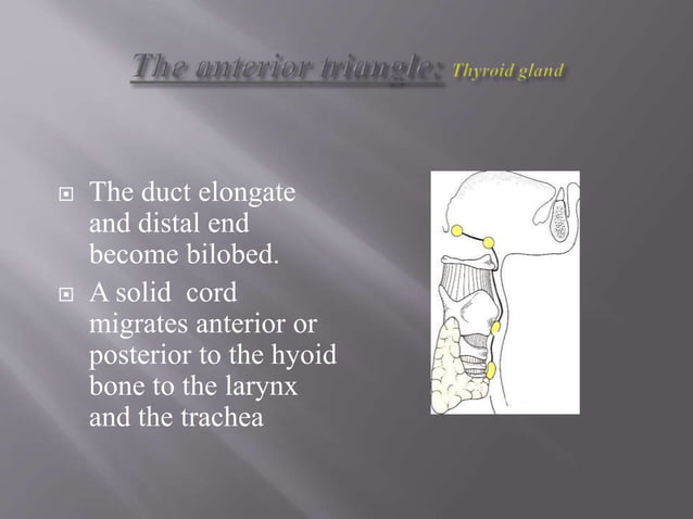 Anatomy of neck triangles | PPT | Thyroid Disorders | Endocrine and ...