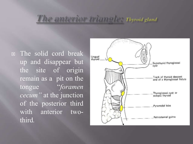 Anatomy of neck triangles | PPT | Thyroid Disorders | Endocrine and ...