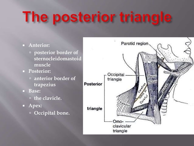 Anatomy of neck triangles | PPT | Thyroid Disorders | Endocrine and ...