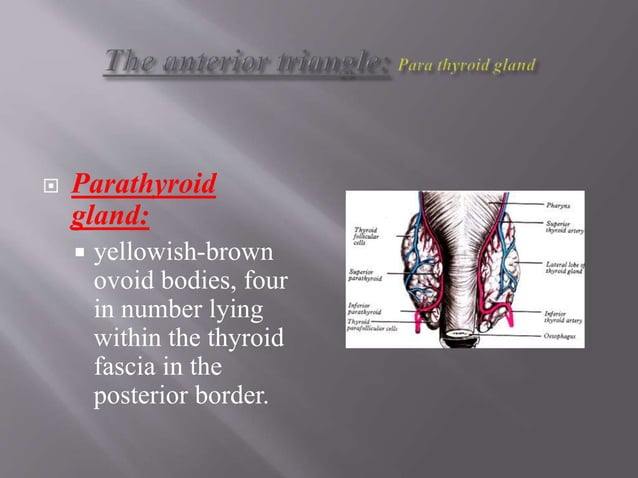Anatomy of neck triangles | PPT | Thyroid Disorders | Endocrine and ...