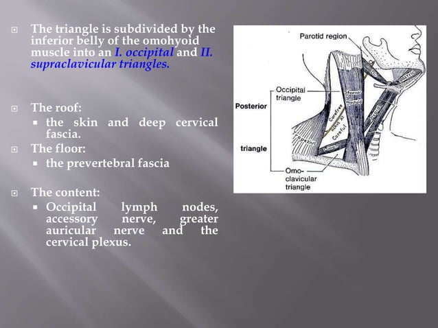 Anatomy of neck triangles | PPT | Thyroid Disorders | Endocrine and ...