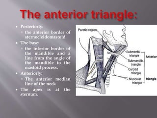Anatomy of neck triangles | PPT
