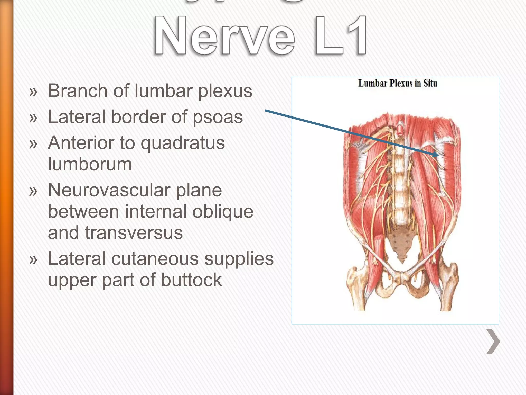 Anatomy of nerve_injuries_lower_limb | PPT