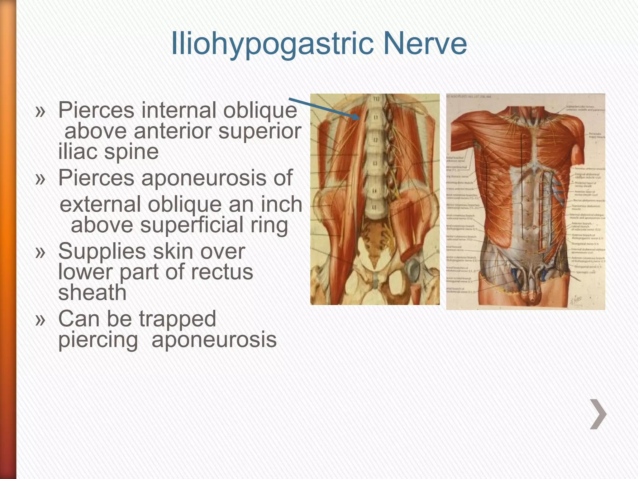 Anatomy of nerve_injuries_lower_limb | PPT