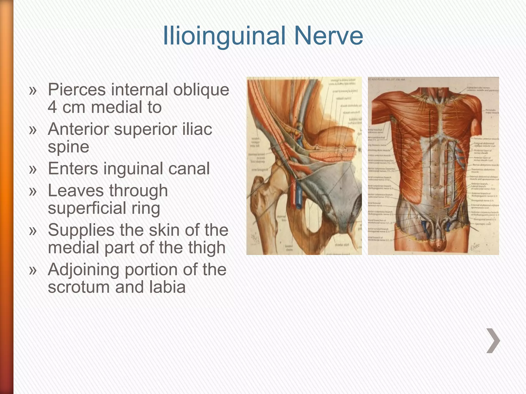 Anatomy of nerve_injuries_lower_limb | PPT
